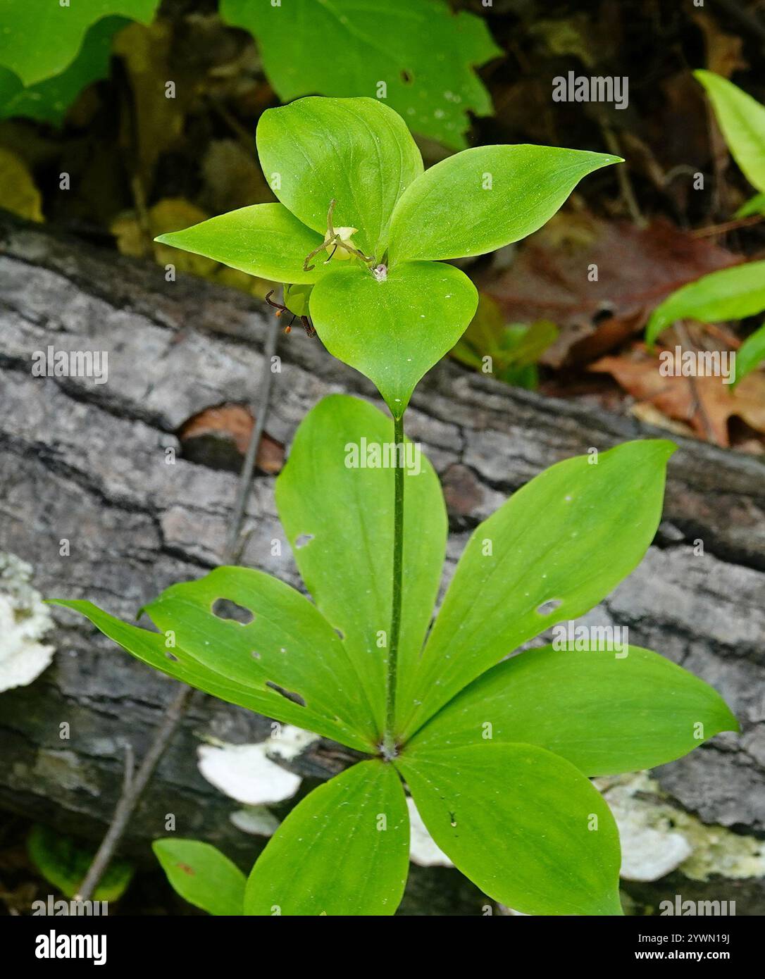 Cucumber Root (Medeola virginiana Stock Photo - Alamy