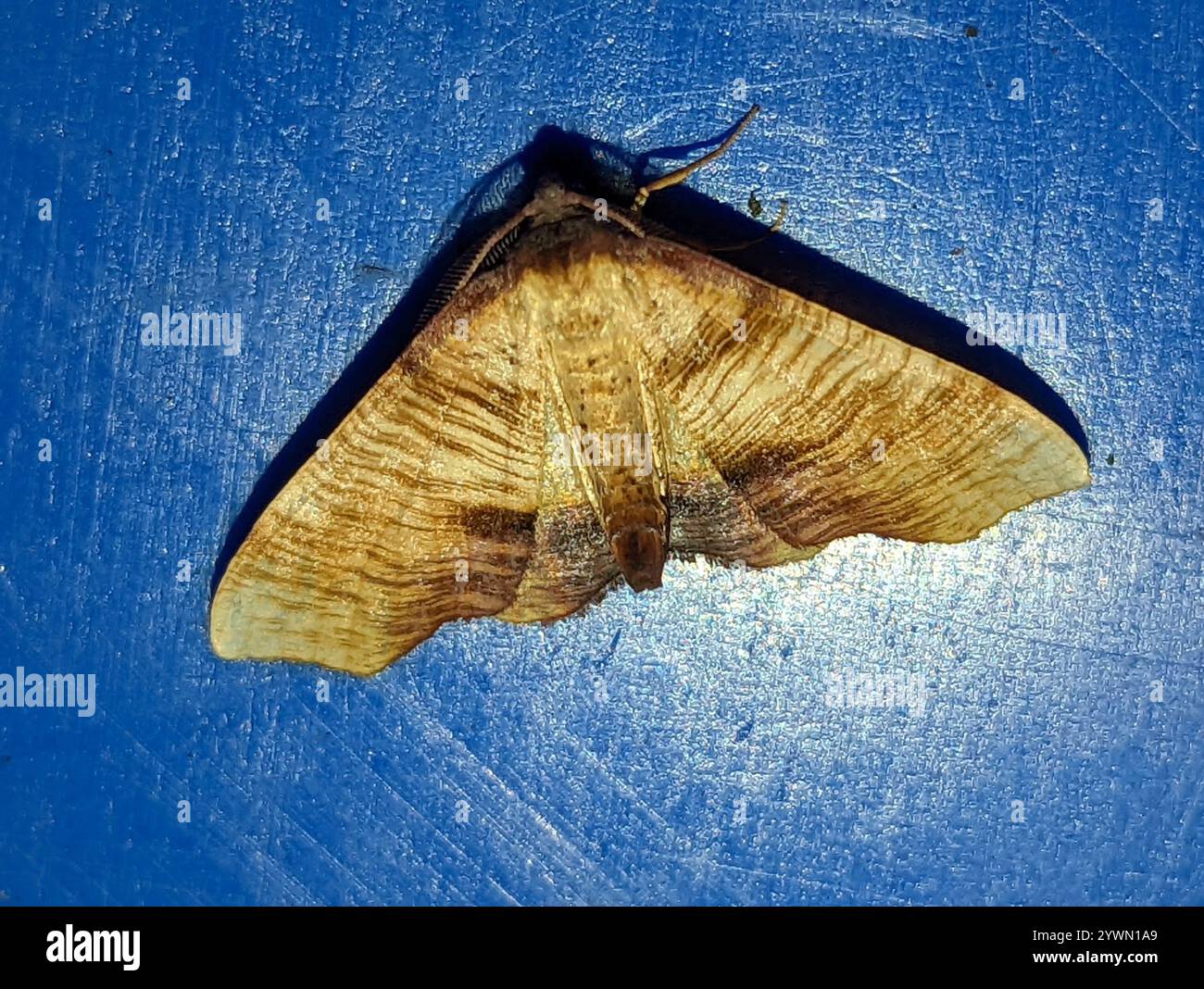 Scorched Wing (Plagodis dolabraria Stock Photo - Alamy