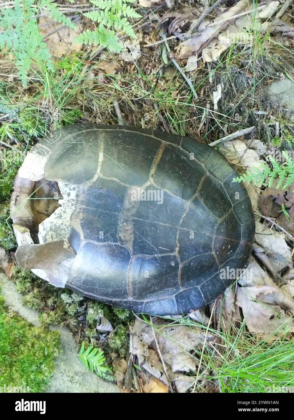 Painted Turtle (Chrysemys picta Stock Photo - Alamy