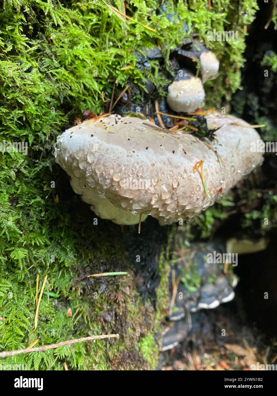 Northern Red Belt (Fomitopsis mounceae Stock Photo - Alamy