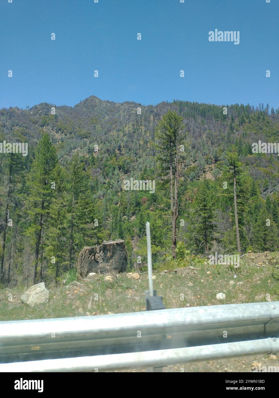 gray pine (Pinus sabiniana Stock Photo - Alamy