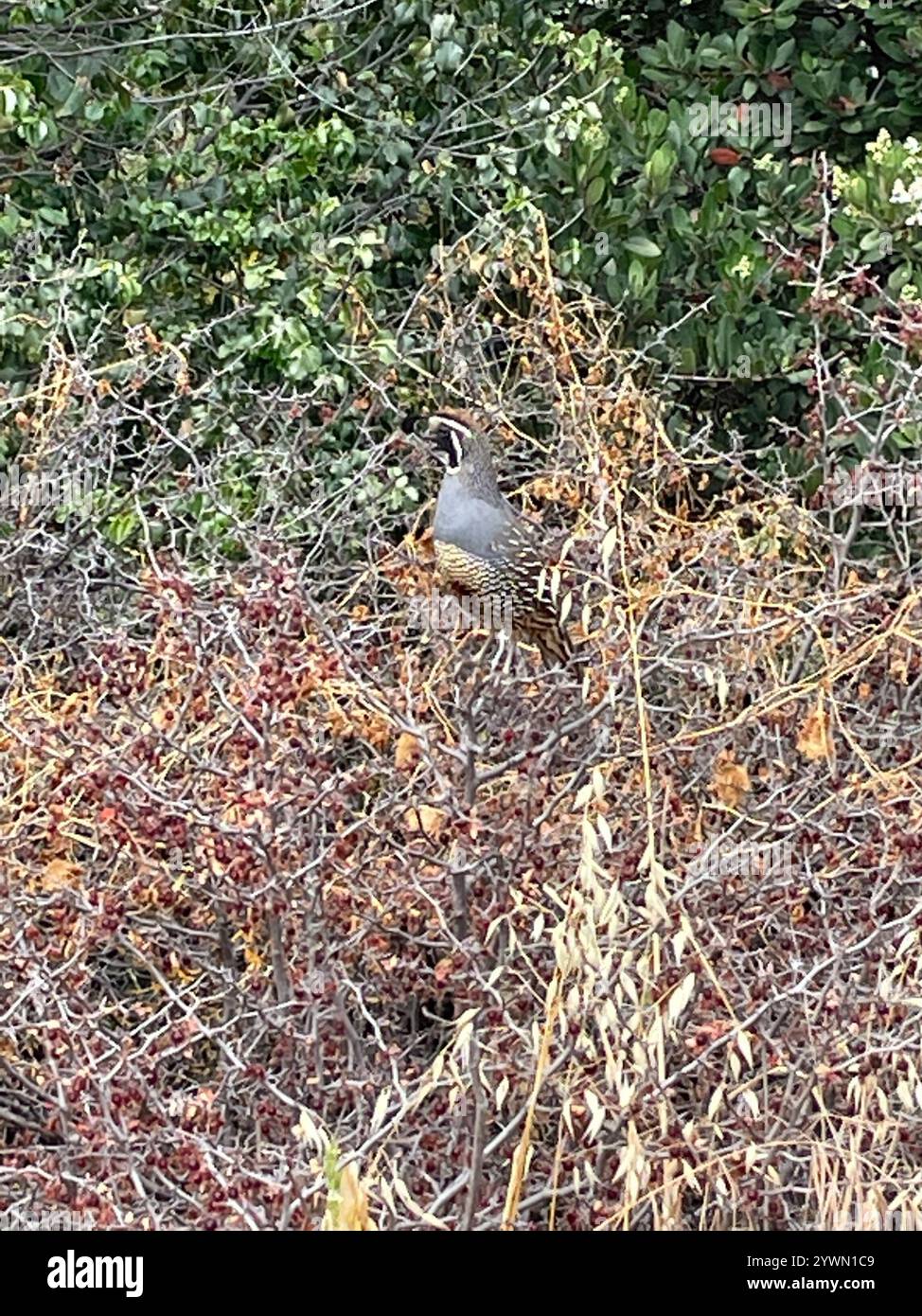 California Quail (Callipepla californica Stock Photo - Alamy