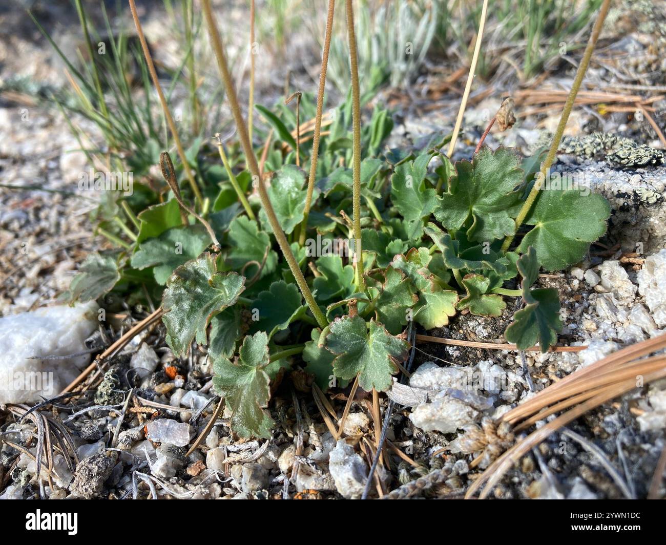 littleleaf alumroot (Heuchera parvifolia Stock Photo - Alamy