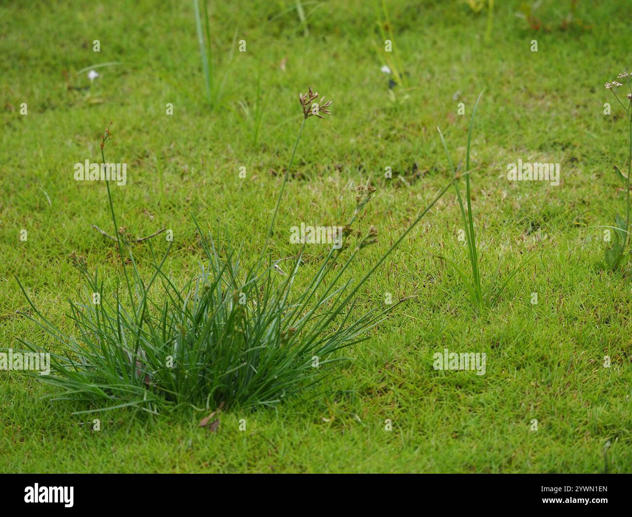 Common Fringe-rush (Fimbristylis dichotoma Stock Photo - Alamy