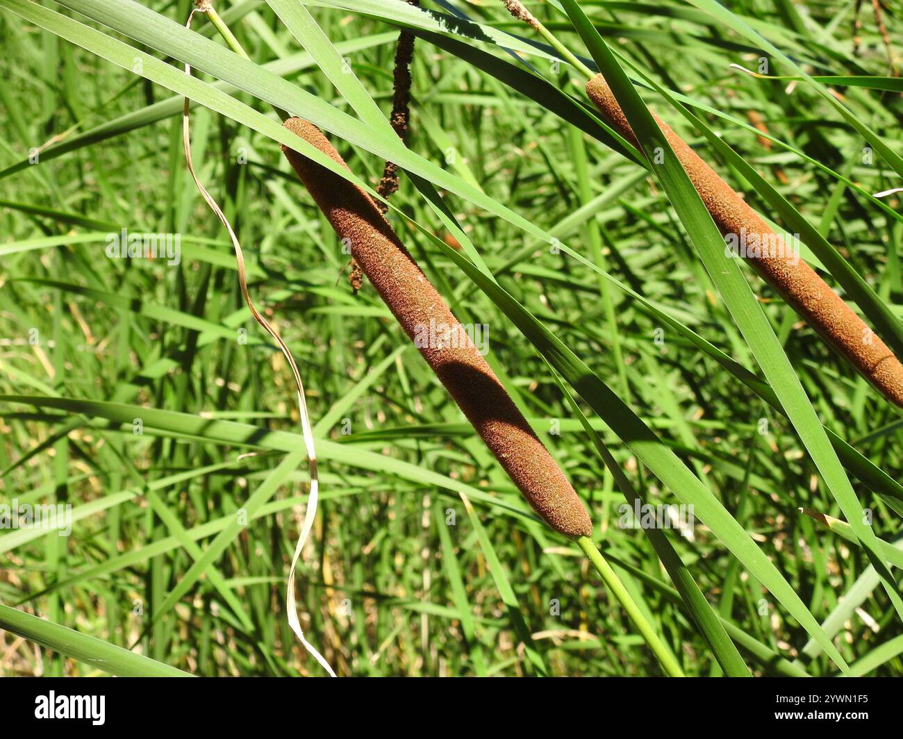 narrow-leaved cattail (Typha angustifolia Stock Photo - Alamy