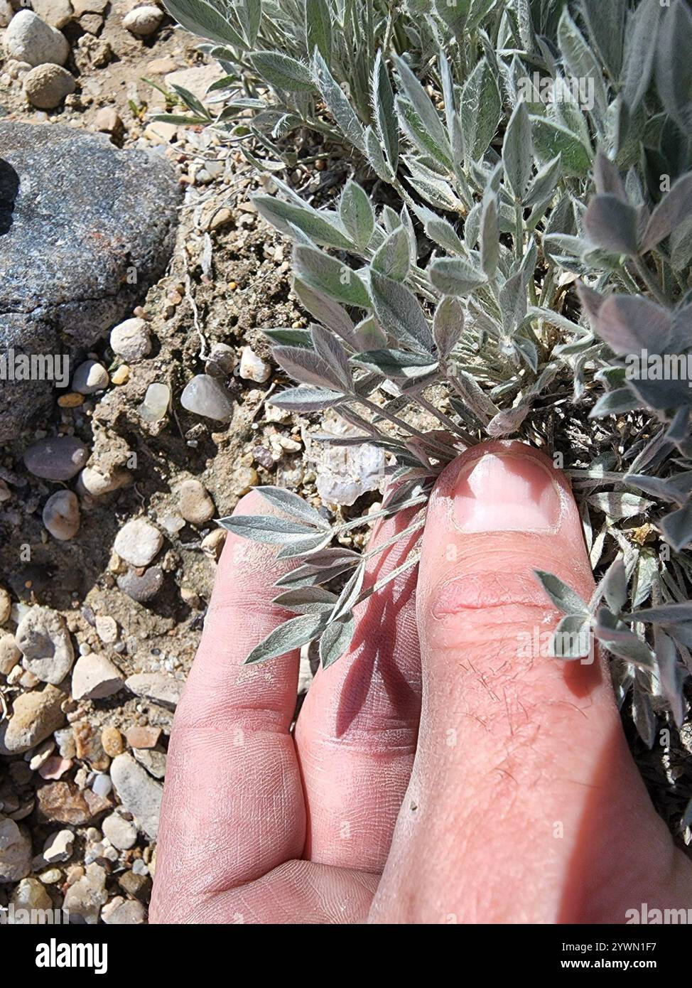 Threeleaf Milkvetch (Astragalus gilviflorus Stock Photo - Alamy