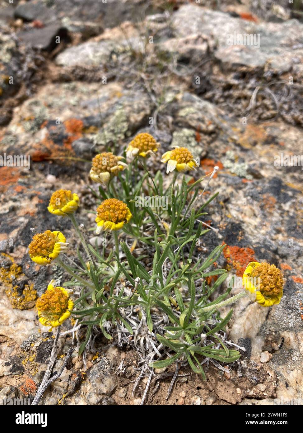Torrey's Four-nerved Daisy (Tetraneuris torreyana Stock Photo - Alamy