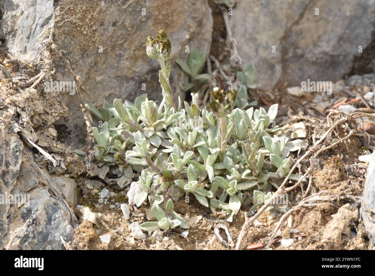 Low Pussytoes (Antennaria dimorpha Stock Photo - Alamy