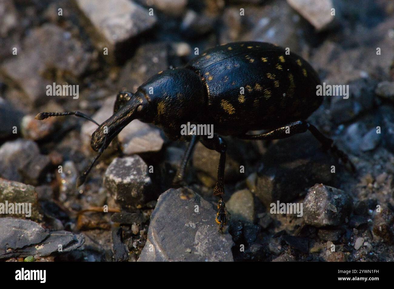 Butterbur Weevil (Liparus glabrirostris Stock Photo - Alamy