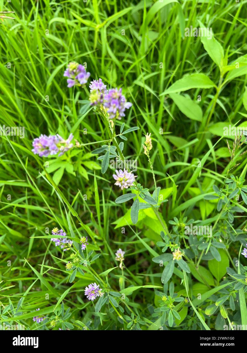 Alfalfa (Medicago sativa Stock Photo - Alamy