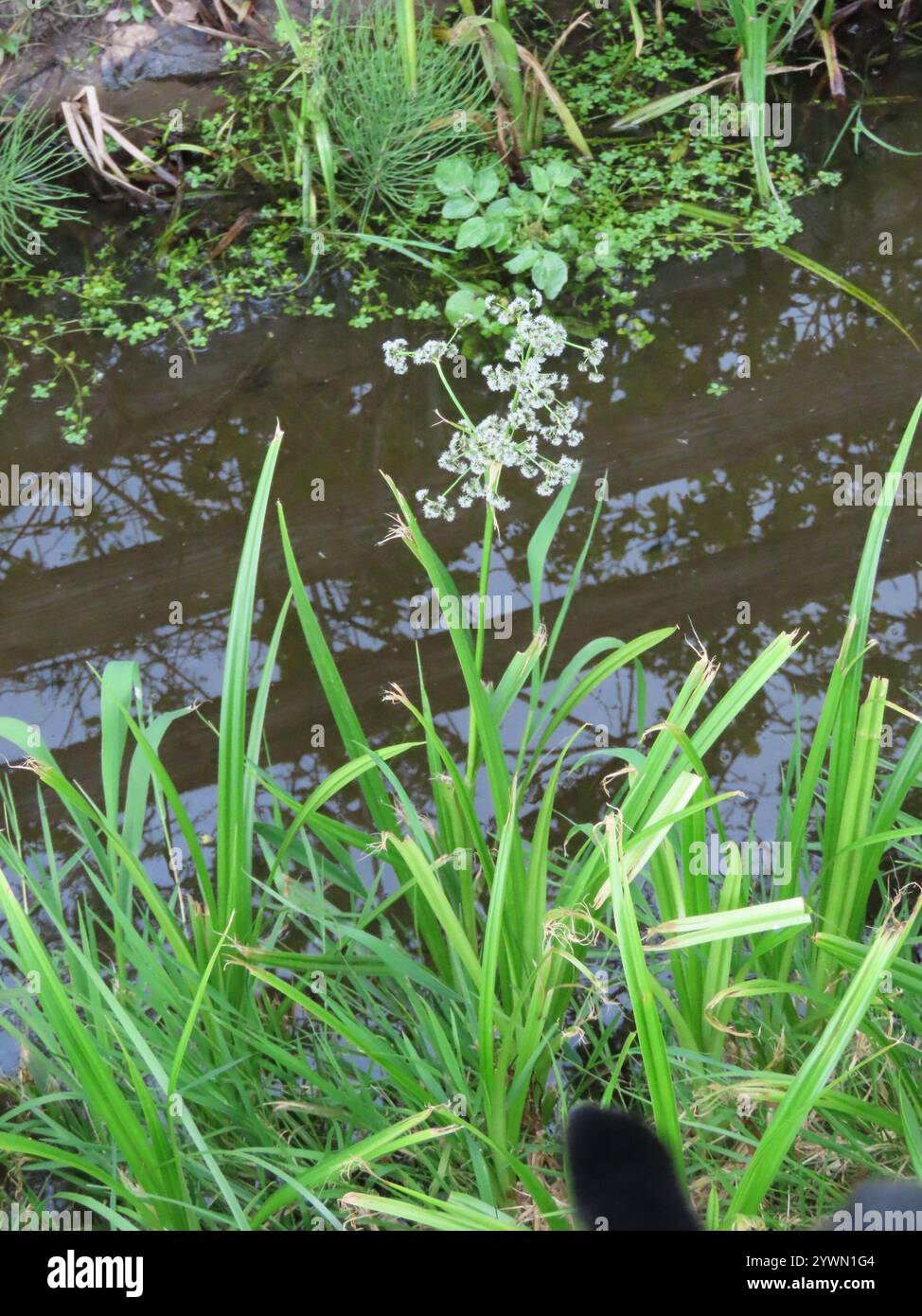 Panicled Bulrush (Scirpus microcarpus Stock Photo - Alamy