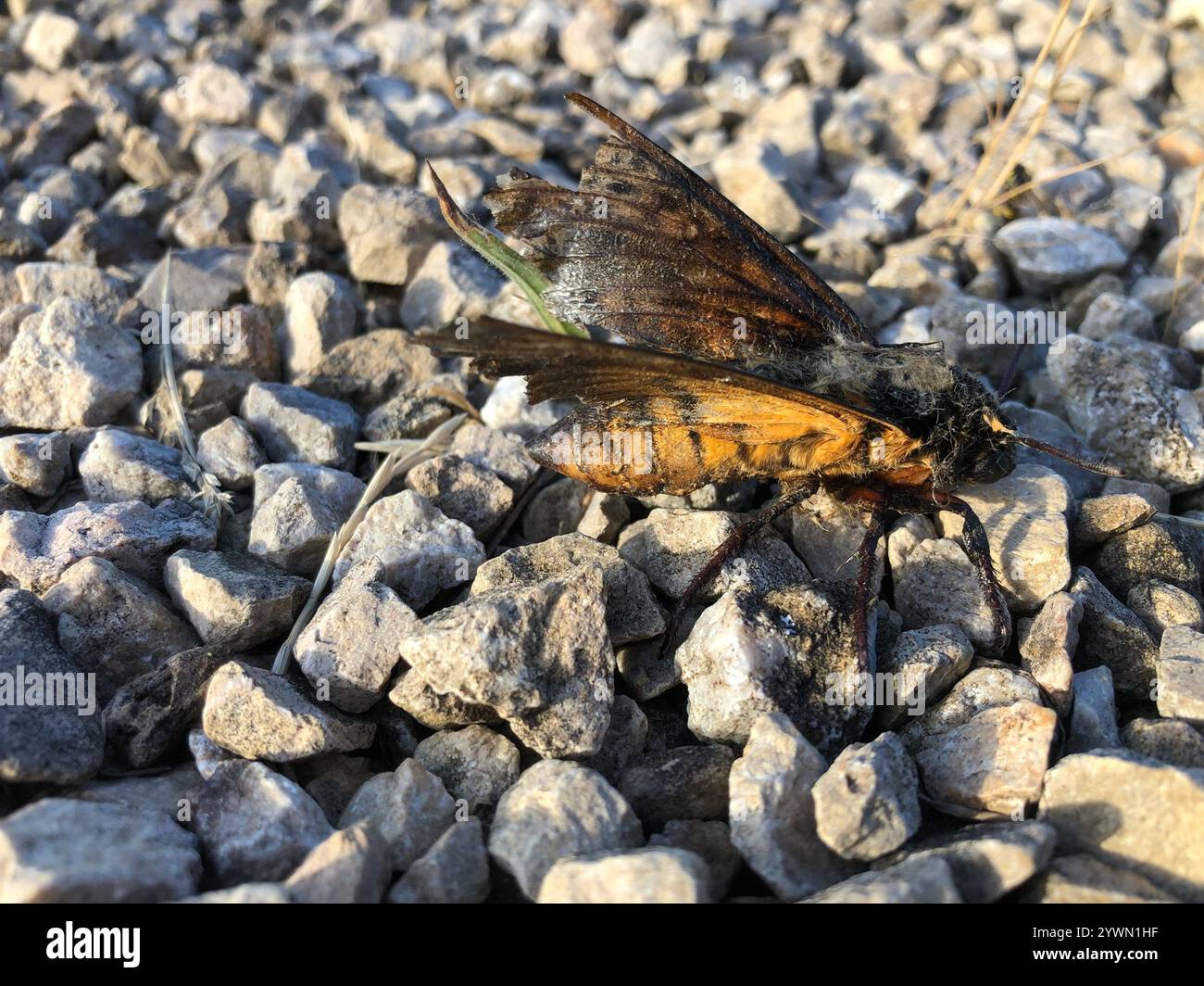 Death's Head Hawkmoth (Acherontia atropos Stock Photo - Alamy