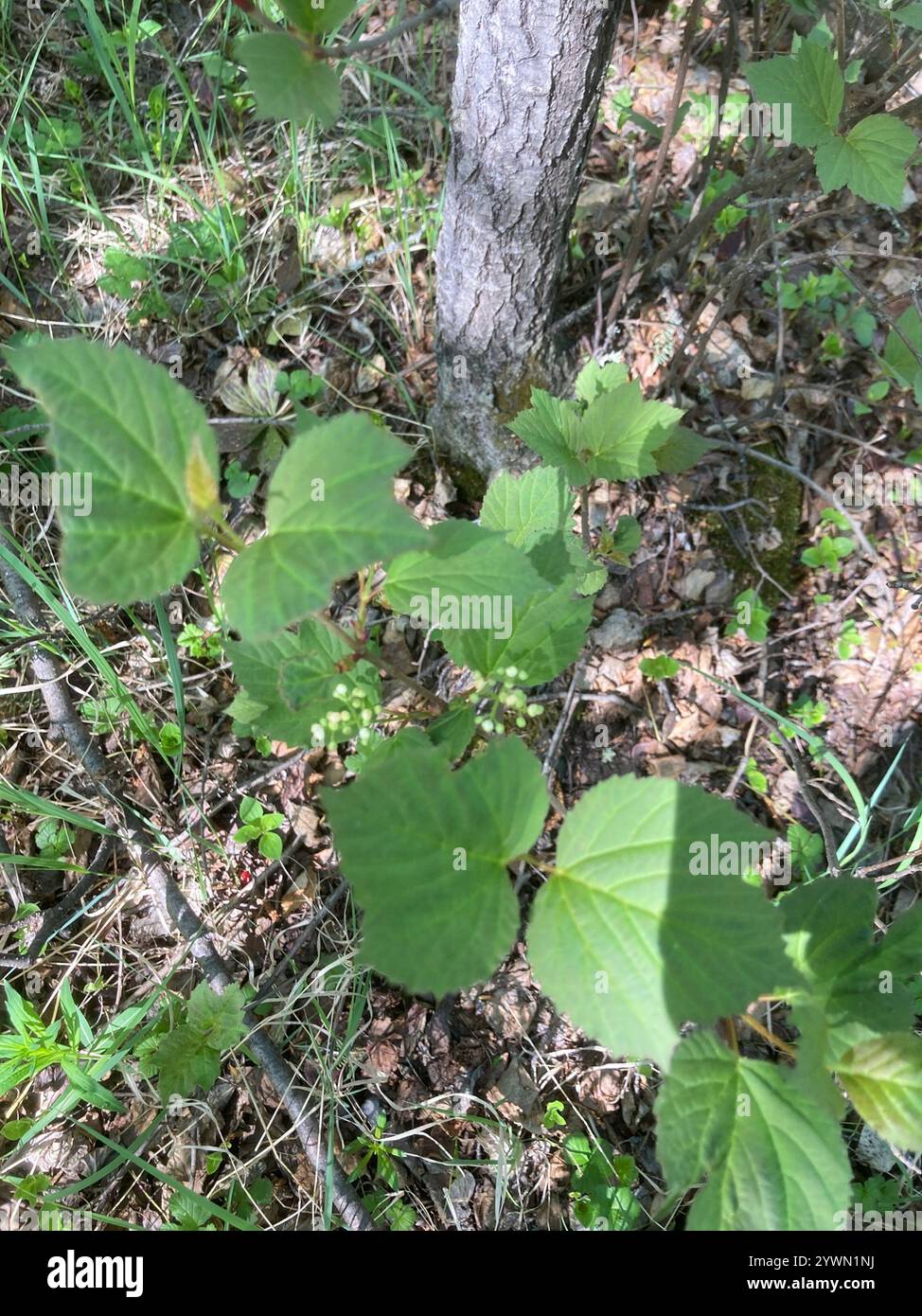 Arctic raspberry (Rubus arcticus Stock Photo - Alamy