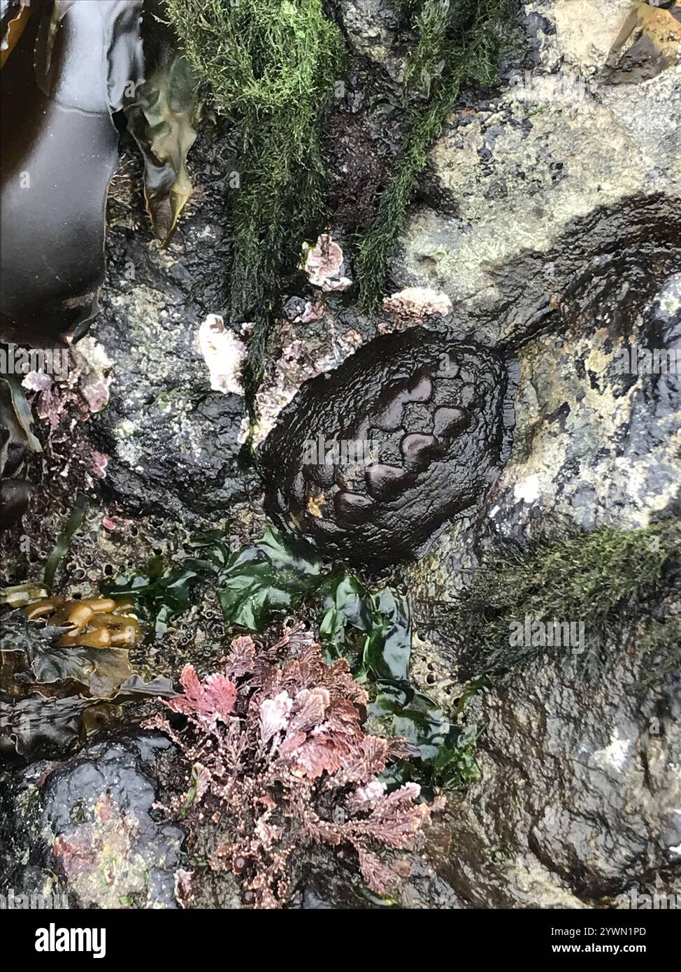 Black Leather Chiton (Katharina tunicata Stock Photo - Alamy