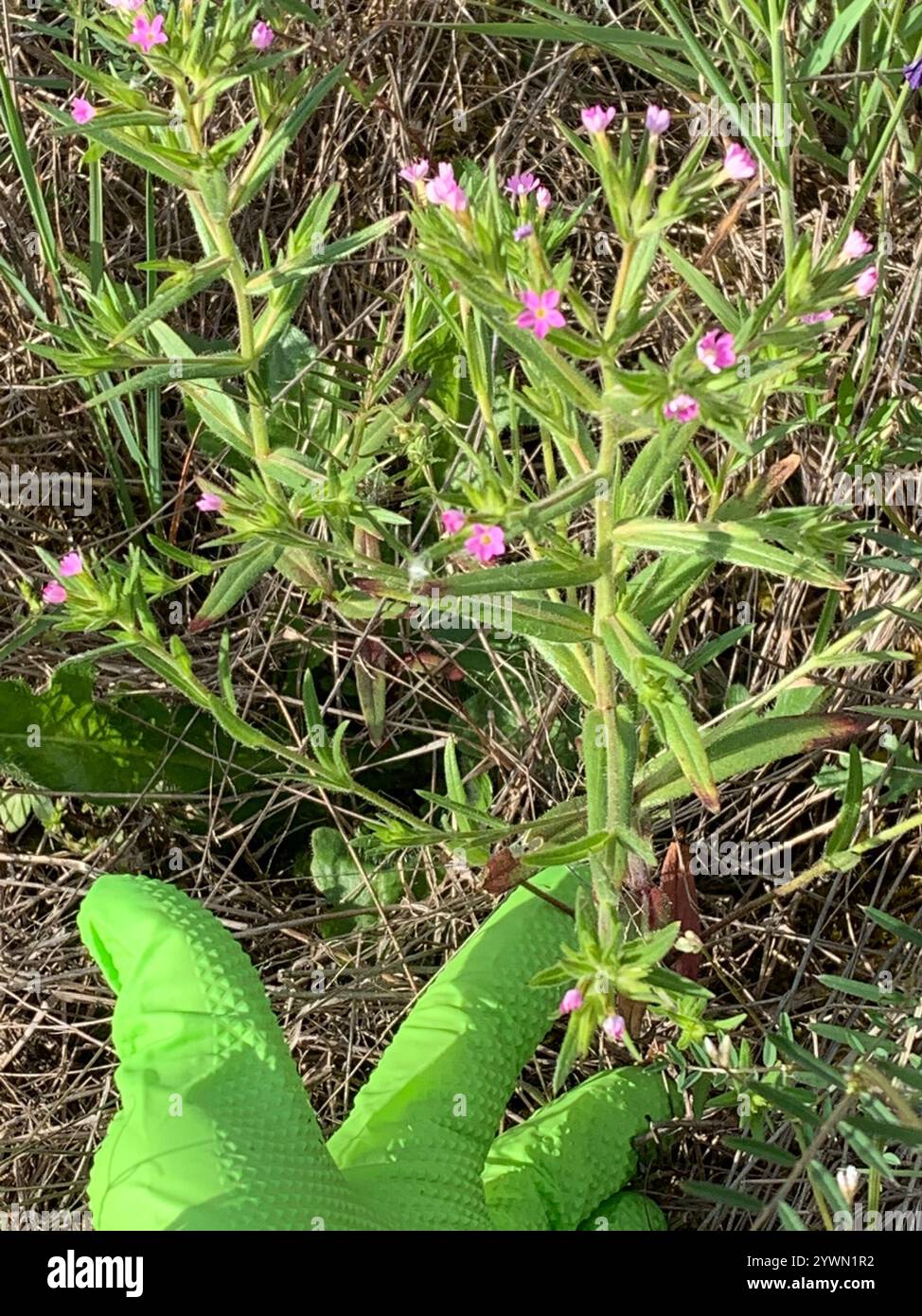 slender phlox (Microsteris gracilis Stock Photo - Alamy