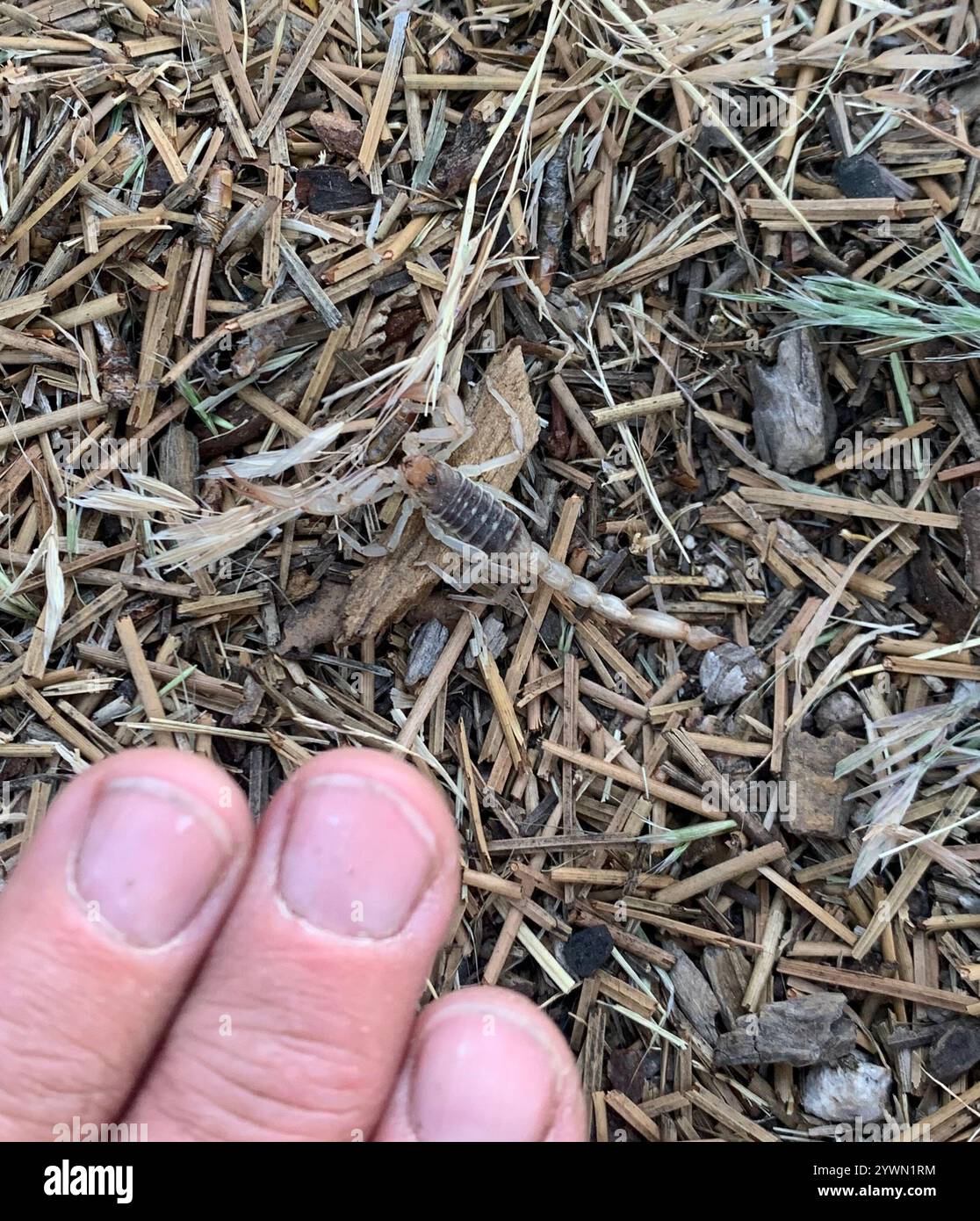 California common scorpion hi-res stock photography and images - Alamy