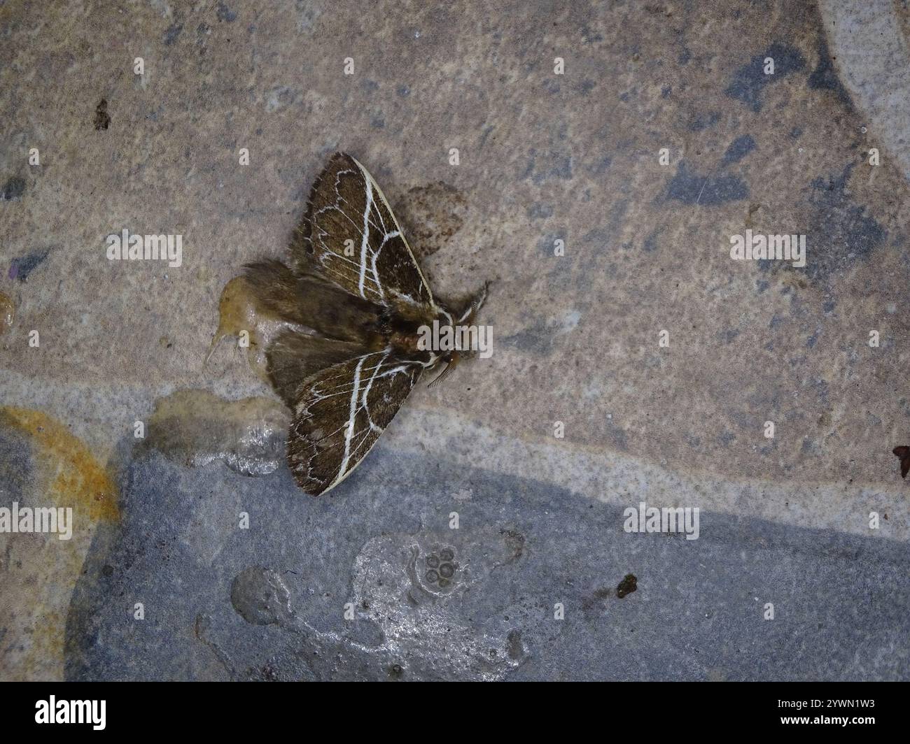 Lappet Moths (Lasiocampidae Stock Photo - Alamy