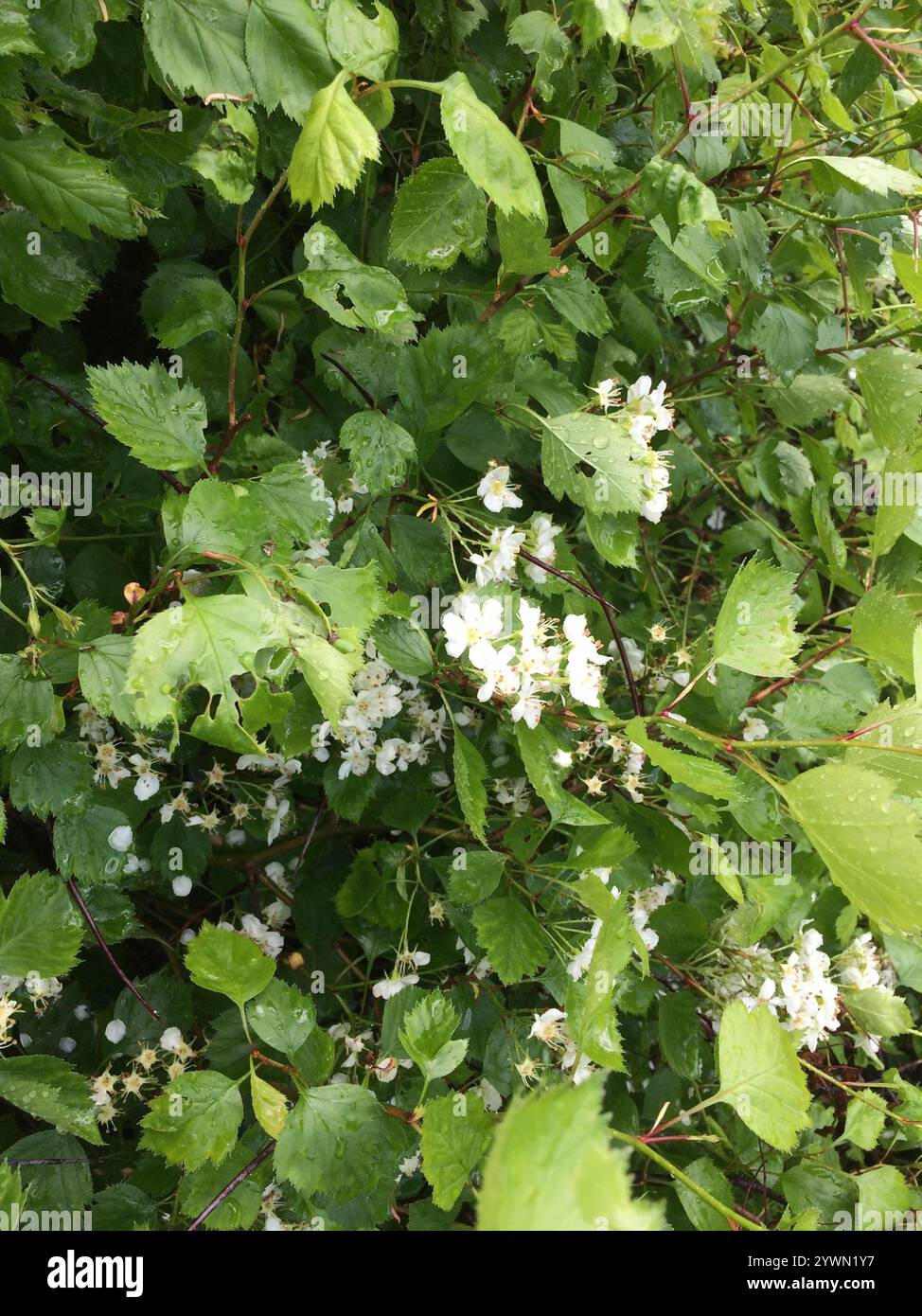 Glabrous-fruit Fireberry Hawthorn (Crataegus chrysocarpa phoeniceoides ...