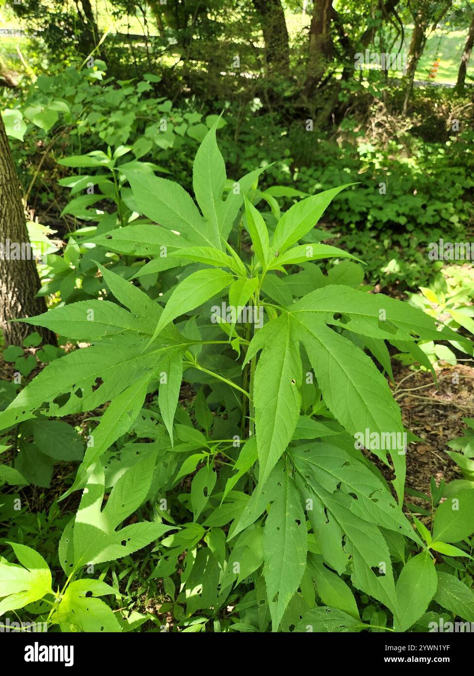 giant ragweed (Ambrosia trifida Stock Photo - Alamy