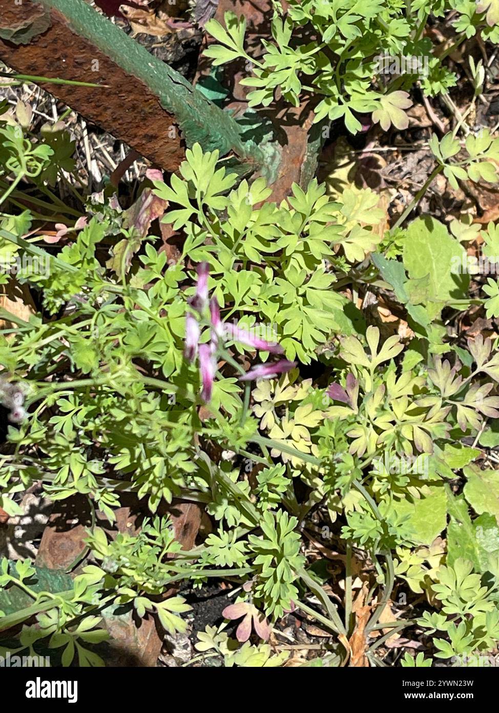 Common Fumitory (Fumaria officinalis Stock Photo - Alamy