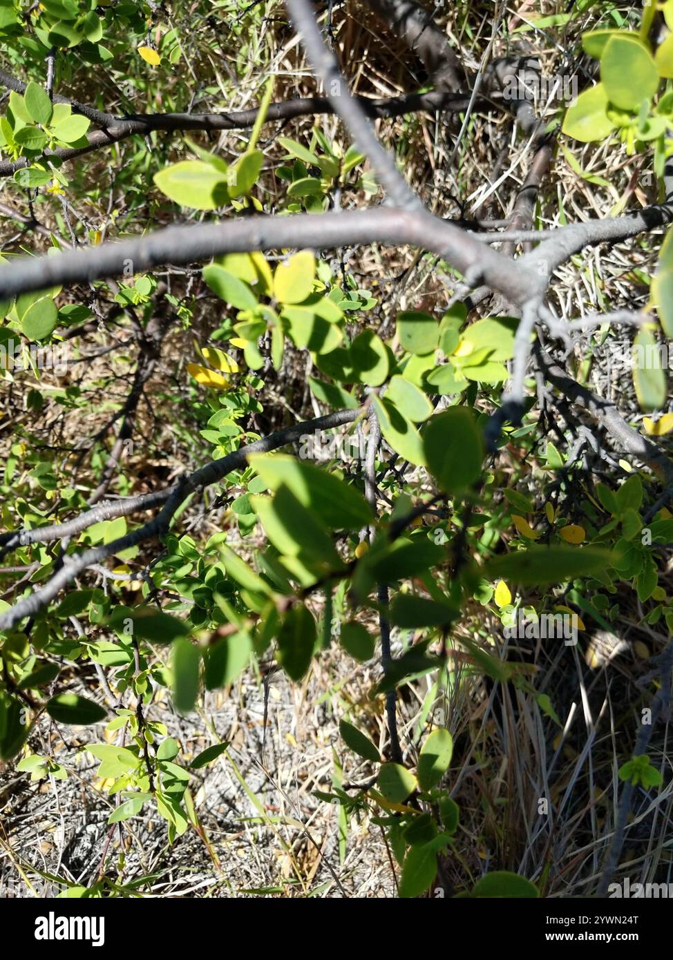 Wikstroemia hi-res stock photography and images - Alamy