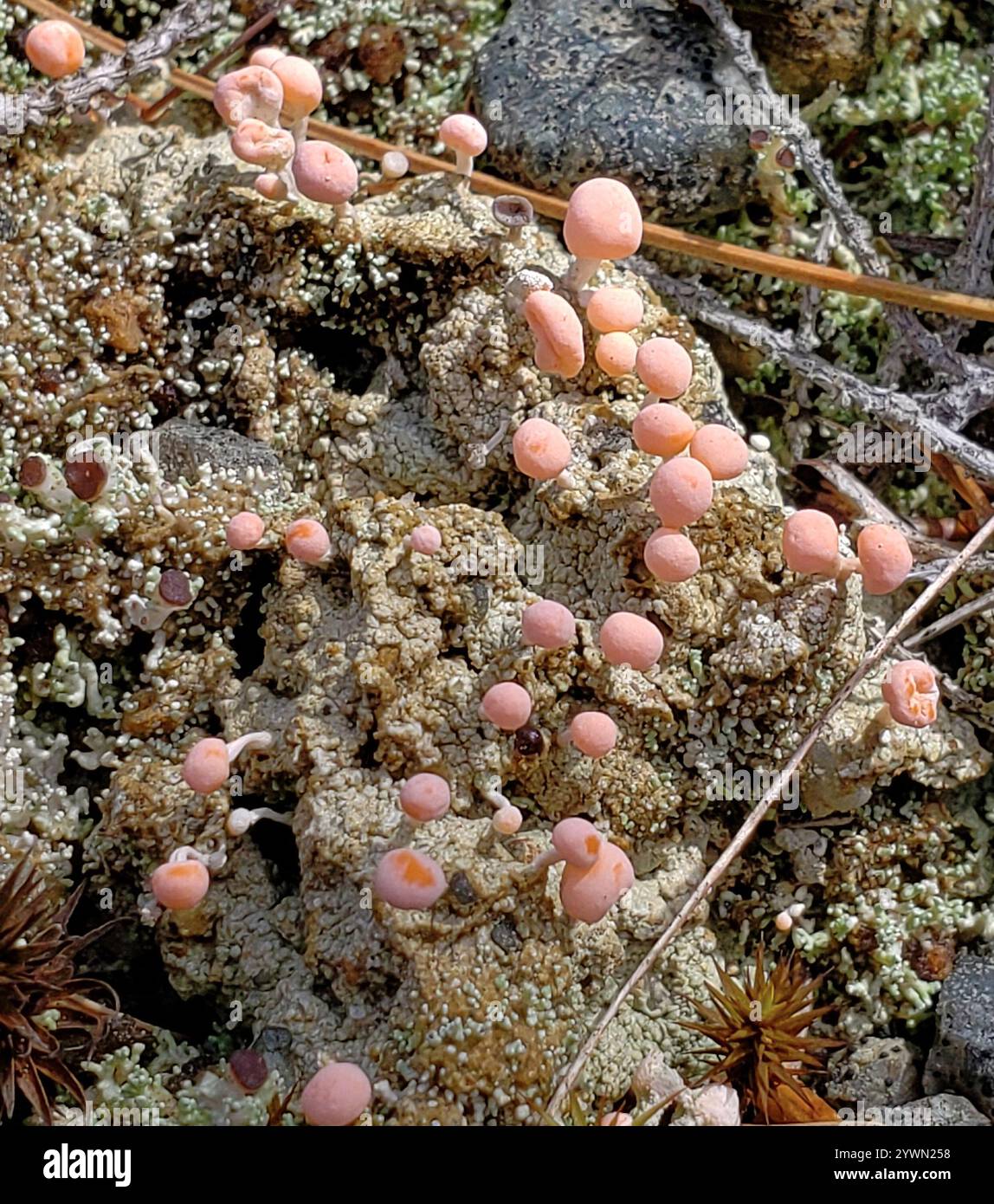 Pink Earth Lichen (Dibaeis baeomyces Stock Photo - Alamy