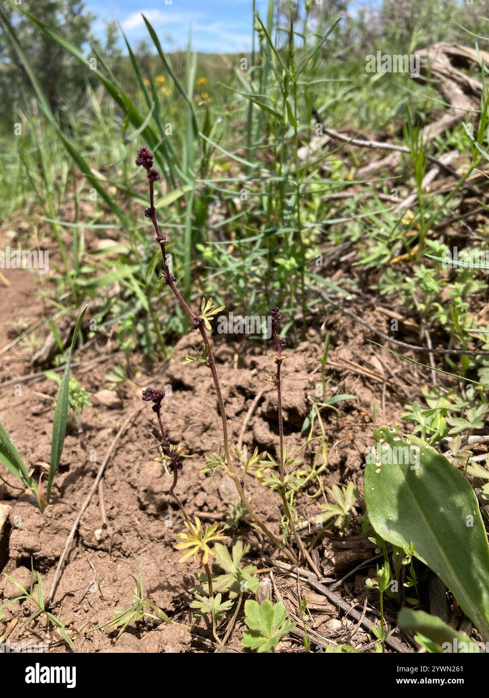 Bulbous woodland star (Lithophragma glabrum Stock Photo - Alamy