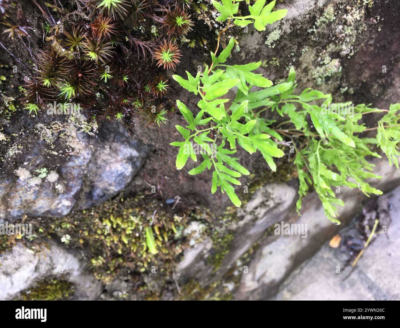 Japanese climbing fern (Lygodium japonicum Stock Photo - Alamy