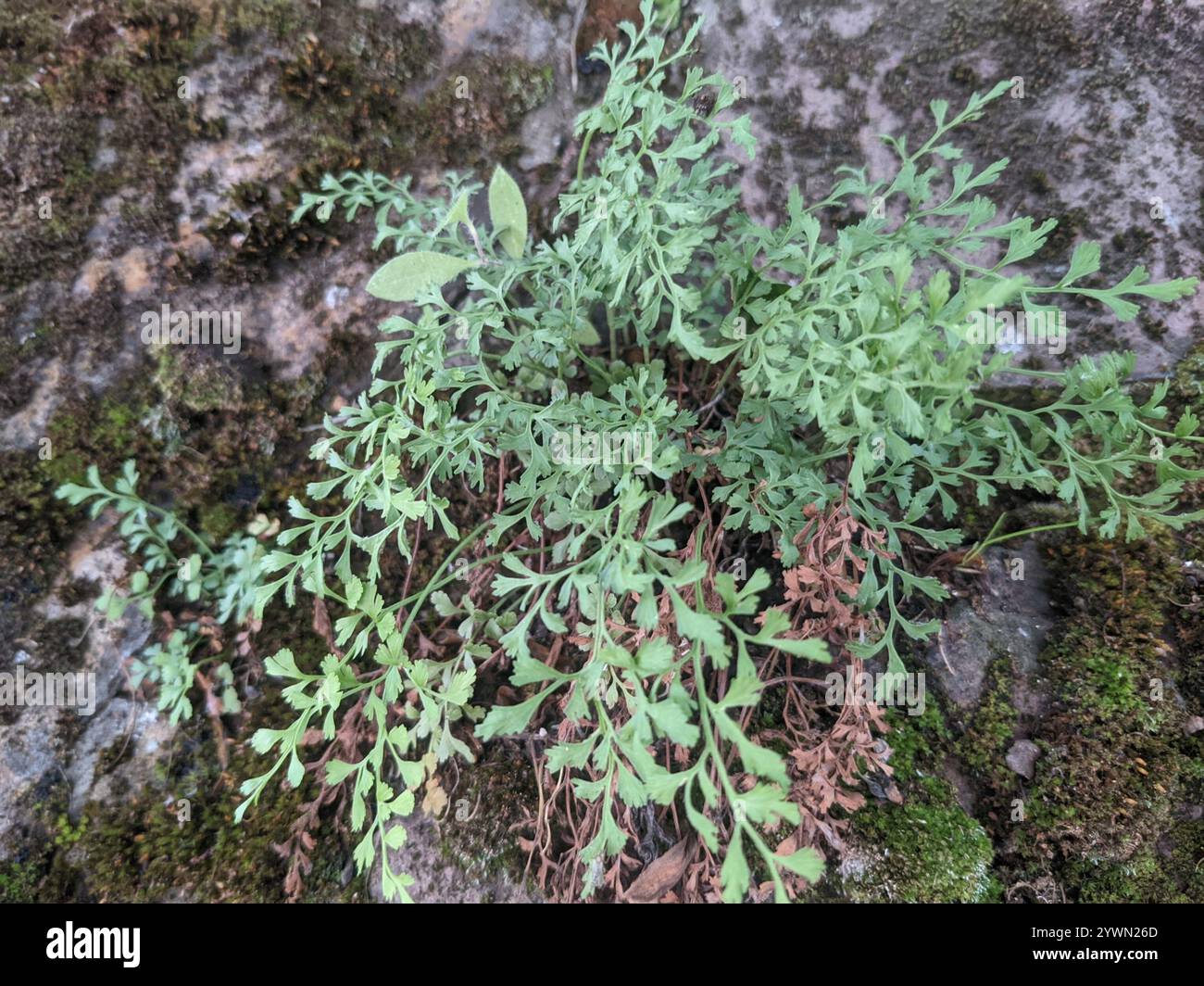 wall-rue (Asplenium ruta-muraria Stock Photo - Alamy