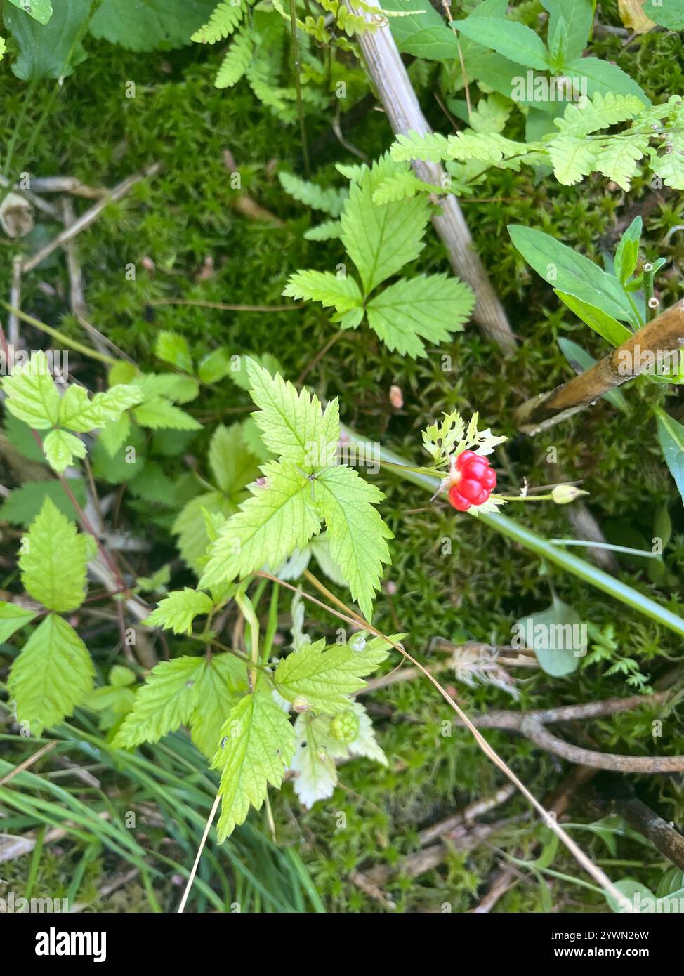 dwarf raspberry (Rubus pubescens Stock Photo - Alamy