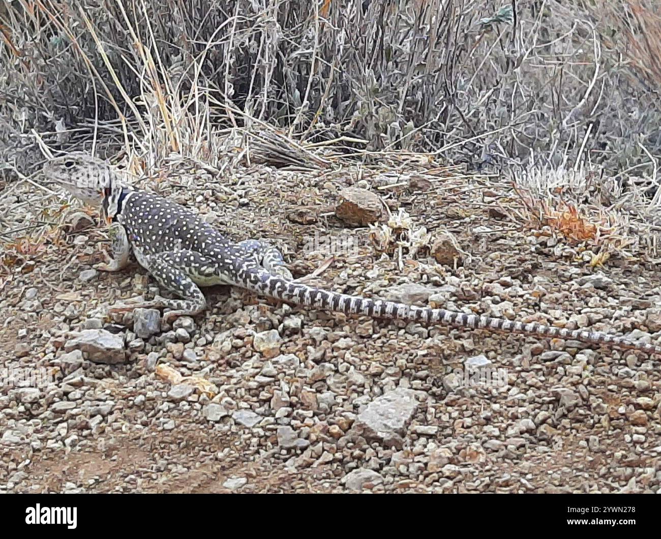 Eastern Collared Lizard (Crotaphytus collaris Stock Photo - Alamy