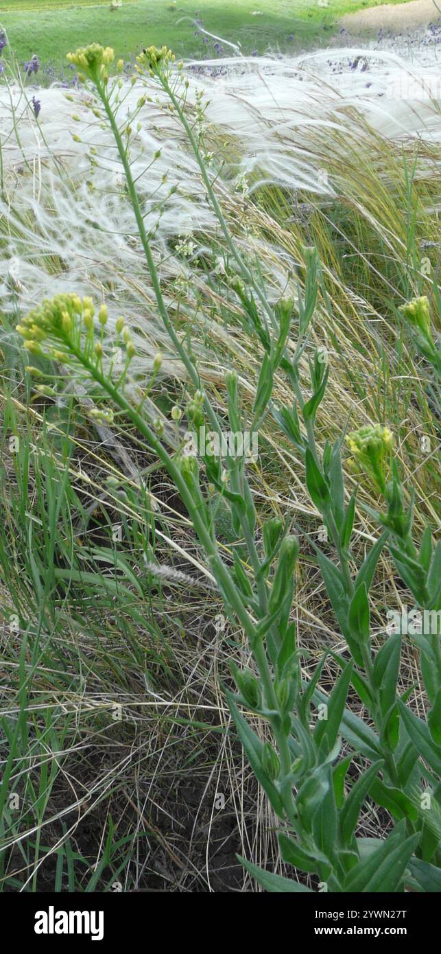littlepod false flax (Camelina microcarpa Stock Photo - Alamy
