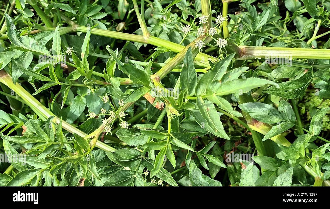 Fool's Watercress (Helosciadium nodiflorum Stock Photo - Alamy