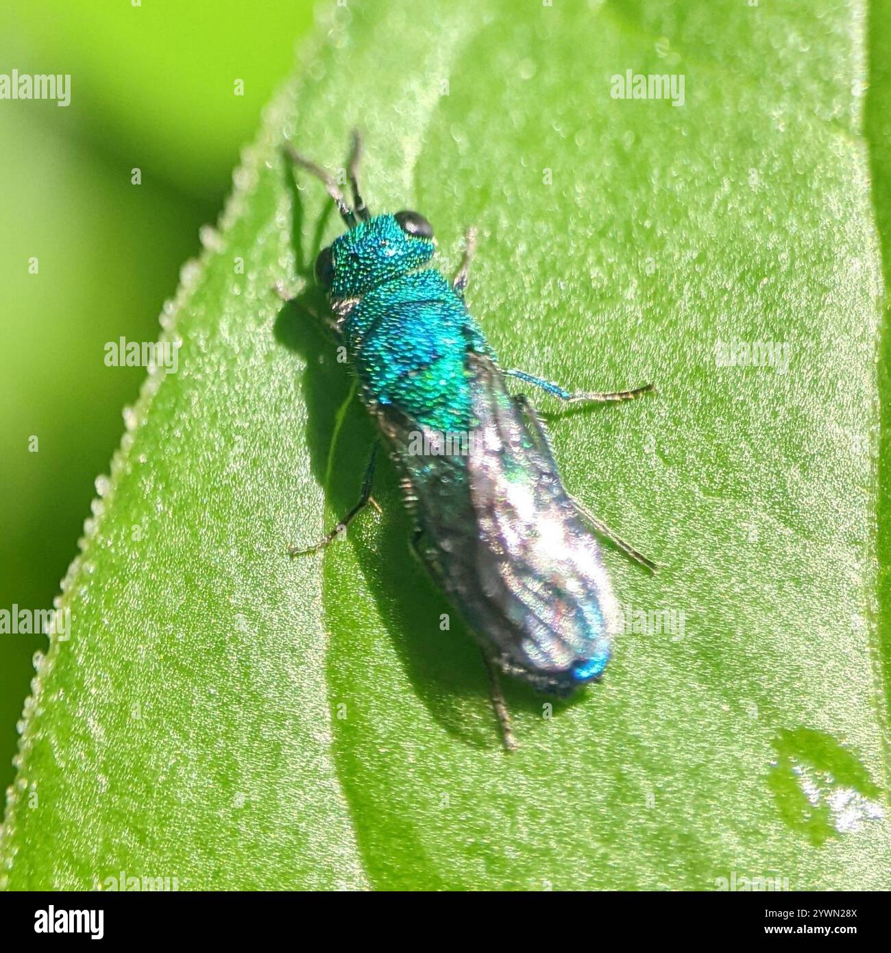 Cuckoo Wasps (Chrysididae Stock Photo - Alamy