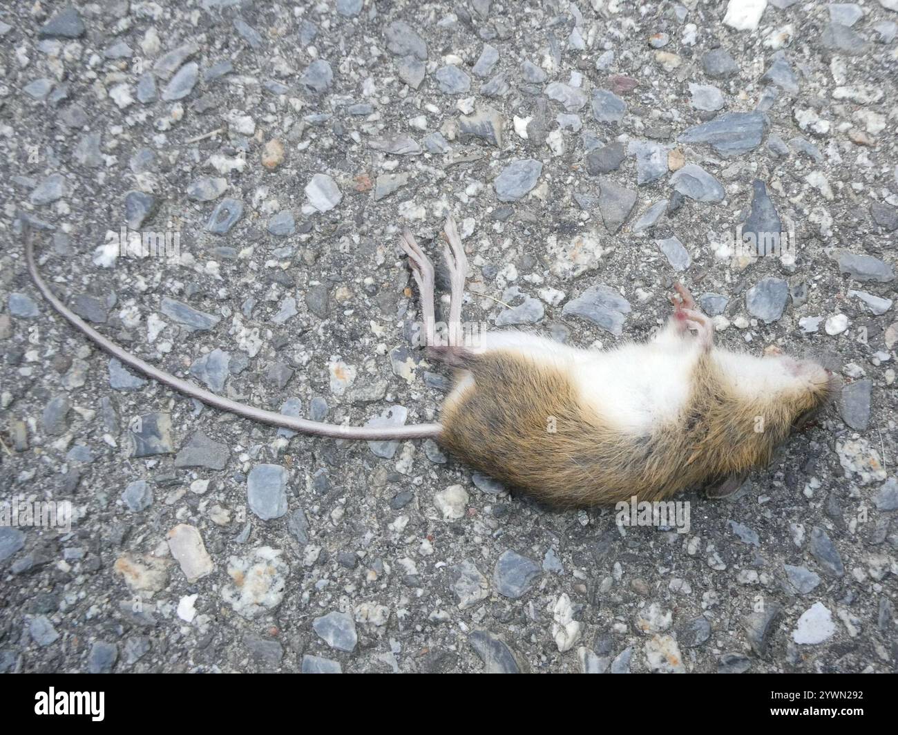 Meadow Jumping Mouse (Zapus hudsonius Stock Photo - Alamy
