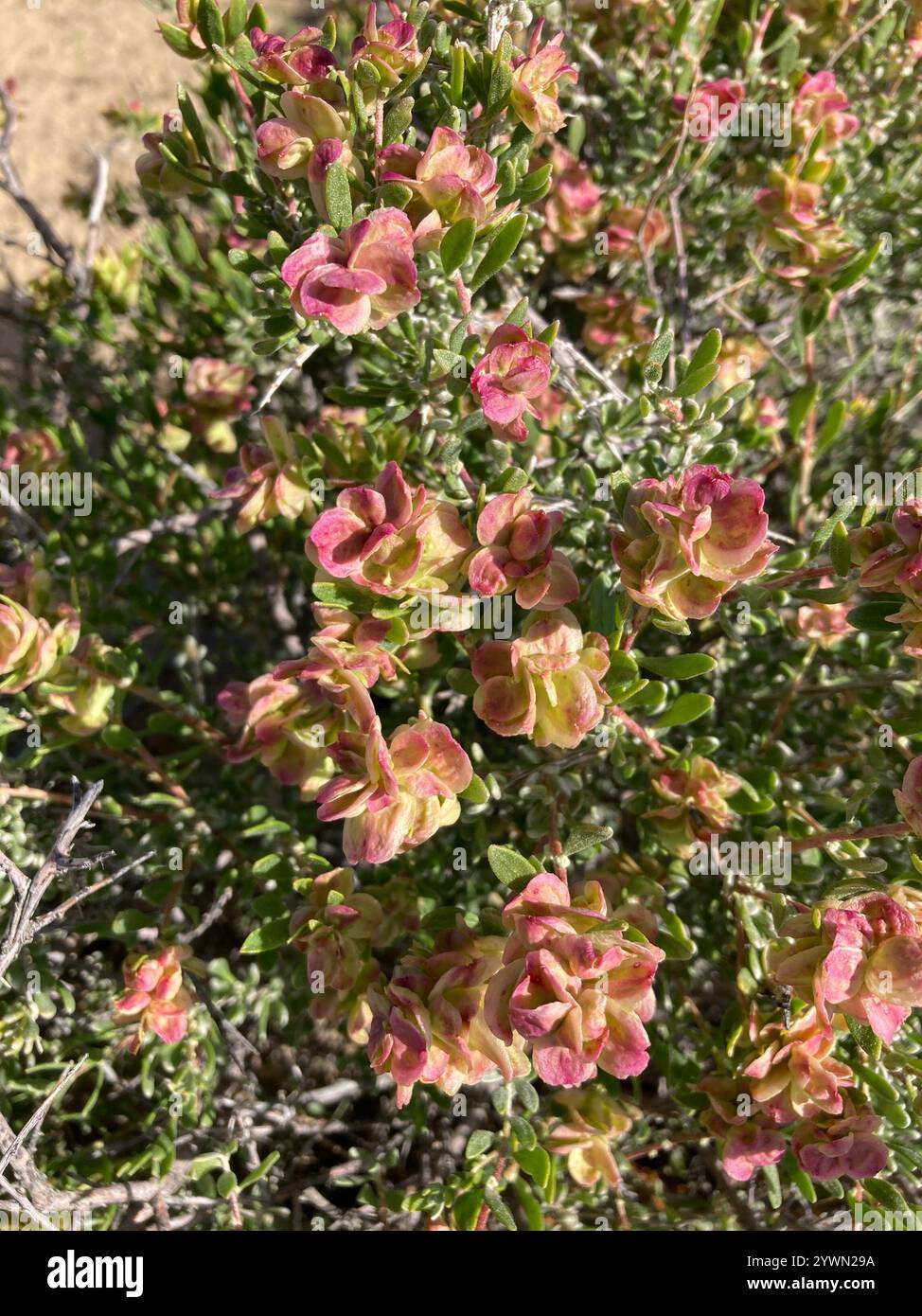 Hopsage (Grayia spinosa Stock Photo - Alamy