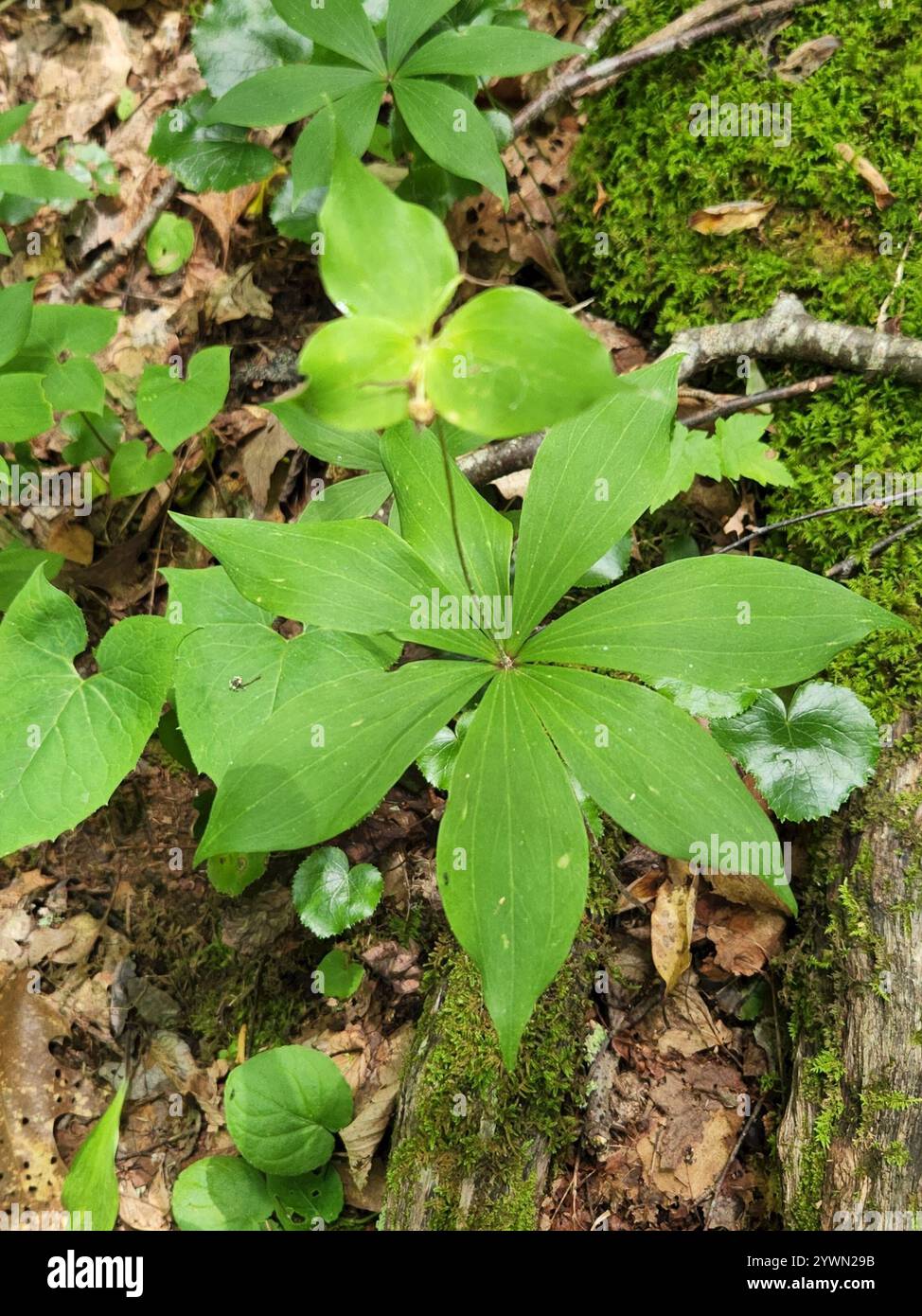 Cucumber Root (Medeola virginiana Stock Photo - Alamy