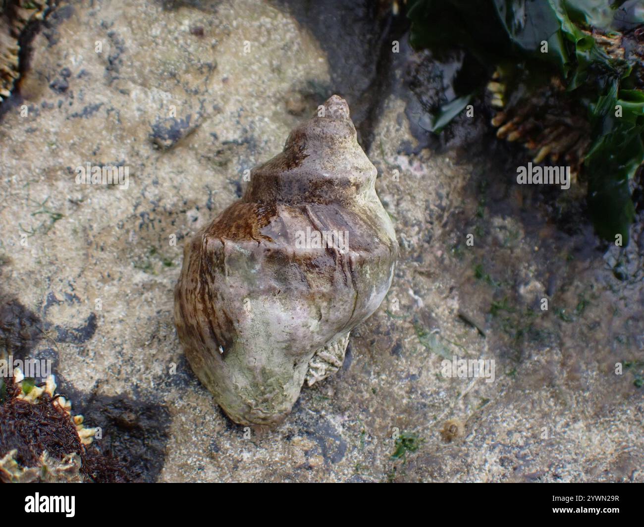 Frilled Dogwinkle (Nucella lamellosa Stock Photo - Alamy