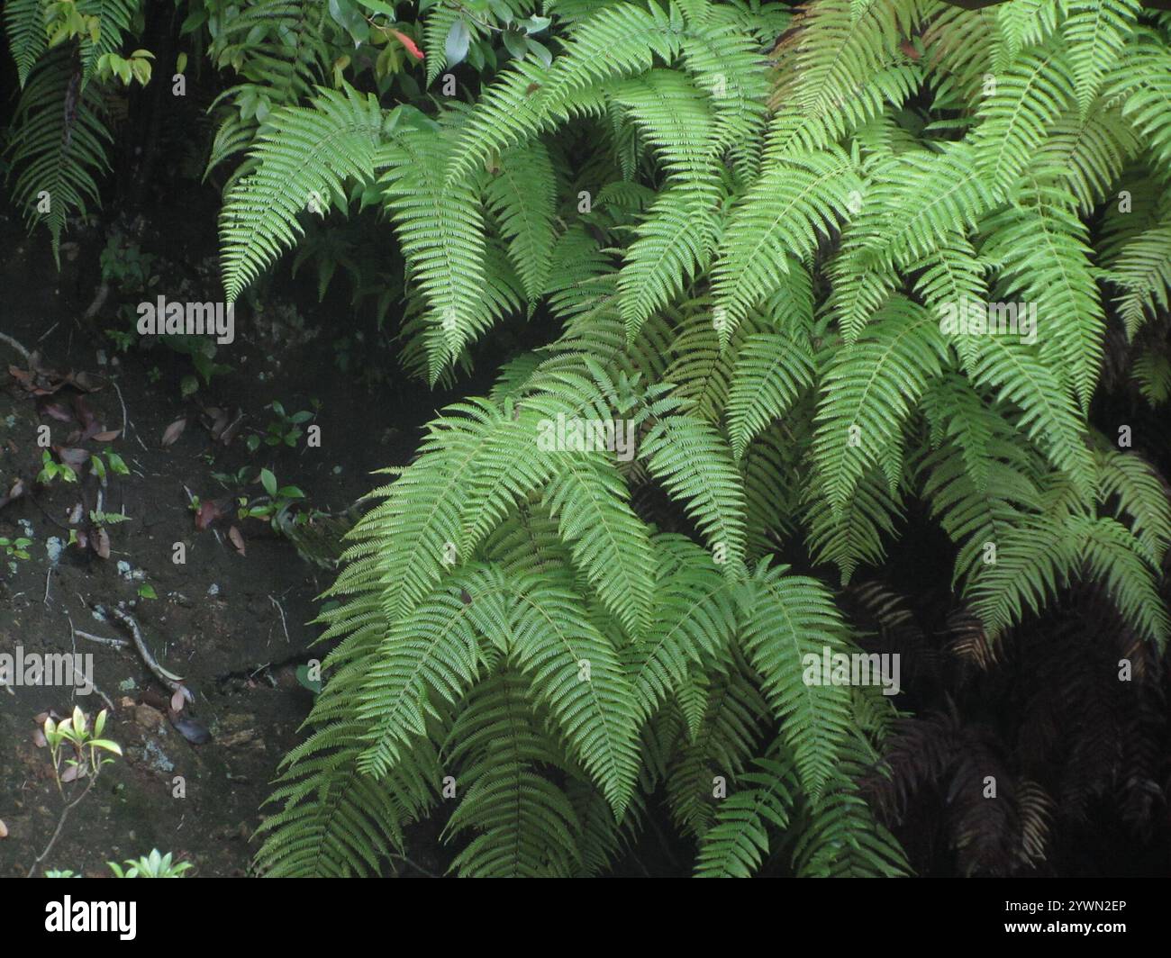 Urajiro hi-res stock photography and images - Alamy