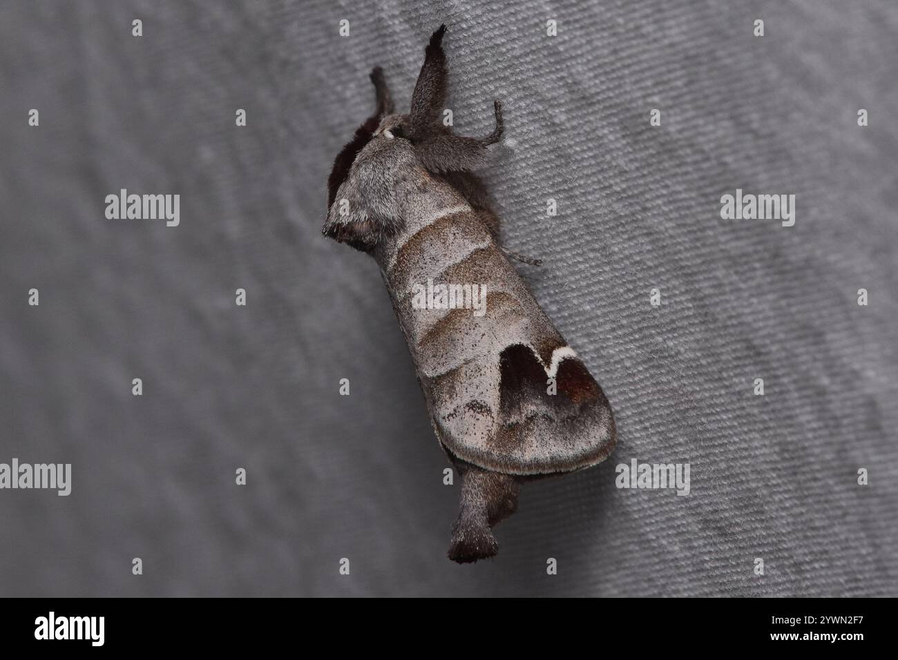 Sigmoid Prominent (Clostera albosigma Stock Photo - Alamy