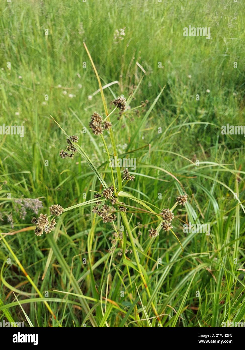 Panicled Bulrush (Scirpus microcarpus Stock Photo - Alamy