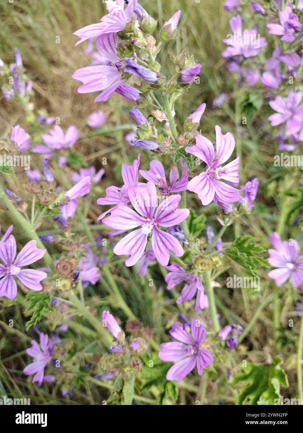 Common Mallow (Malva sylvestris Stock Photo - Alamy