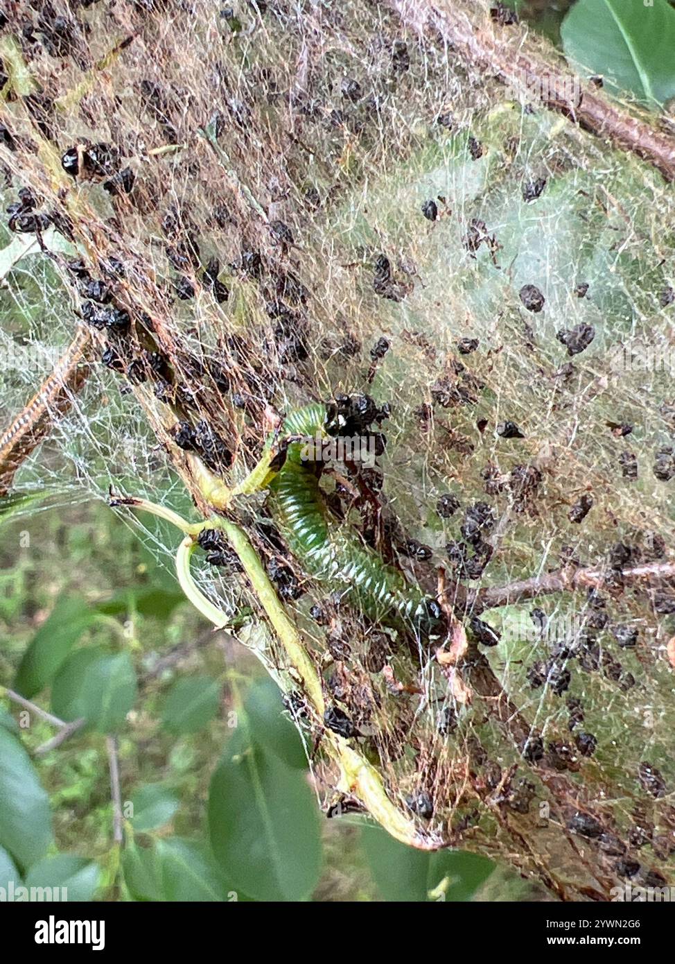 Cherry Webspinning Sawfly (Neurotoma edwardi Stock Photo - Alamy