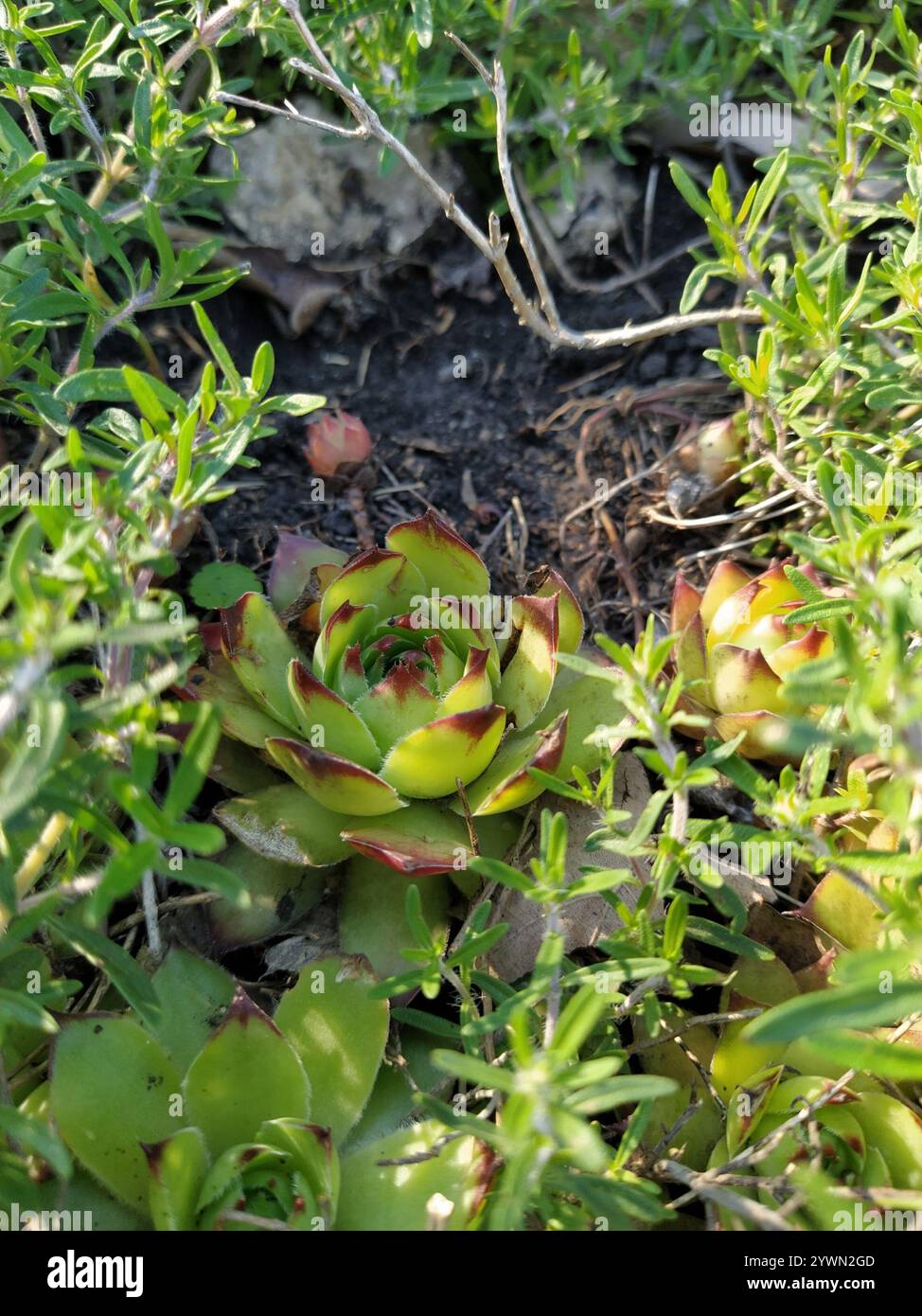 Russian houseleek (Sempervivum ruthenicum Stock Photo - Alamy