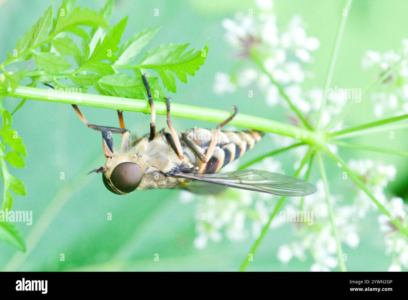 Dark Giant Horse Fly (Tabanus sudeticus Stock Photo - Alamy