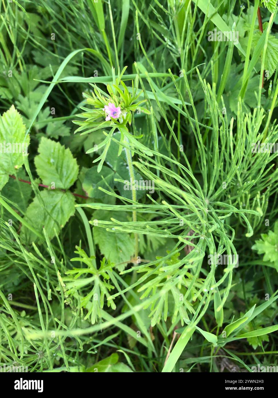 Cut-leaved crane's-bill (Geranium dissectum Stock Photo - Alamy