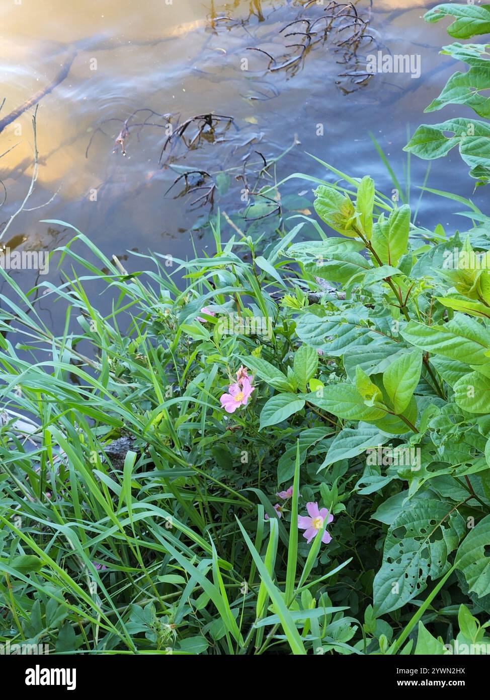 swamp rose (Rosa palustris Stock Photo - Alamy