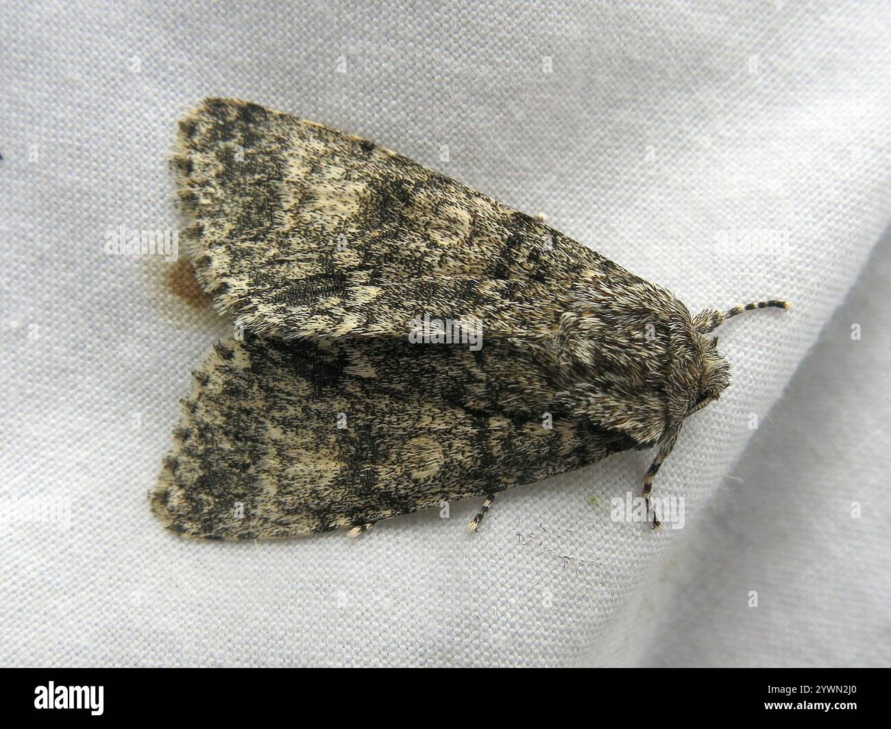Poplar Grey (Acronicta megacephala Stock Photo - Alamy