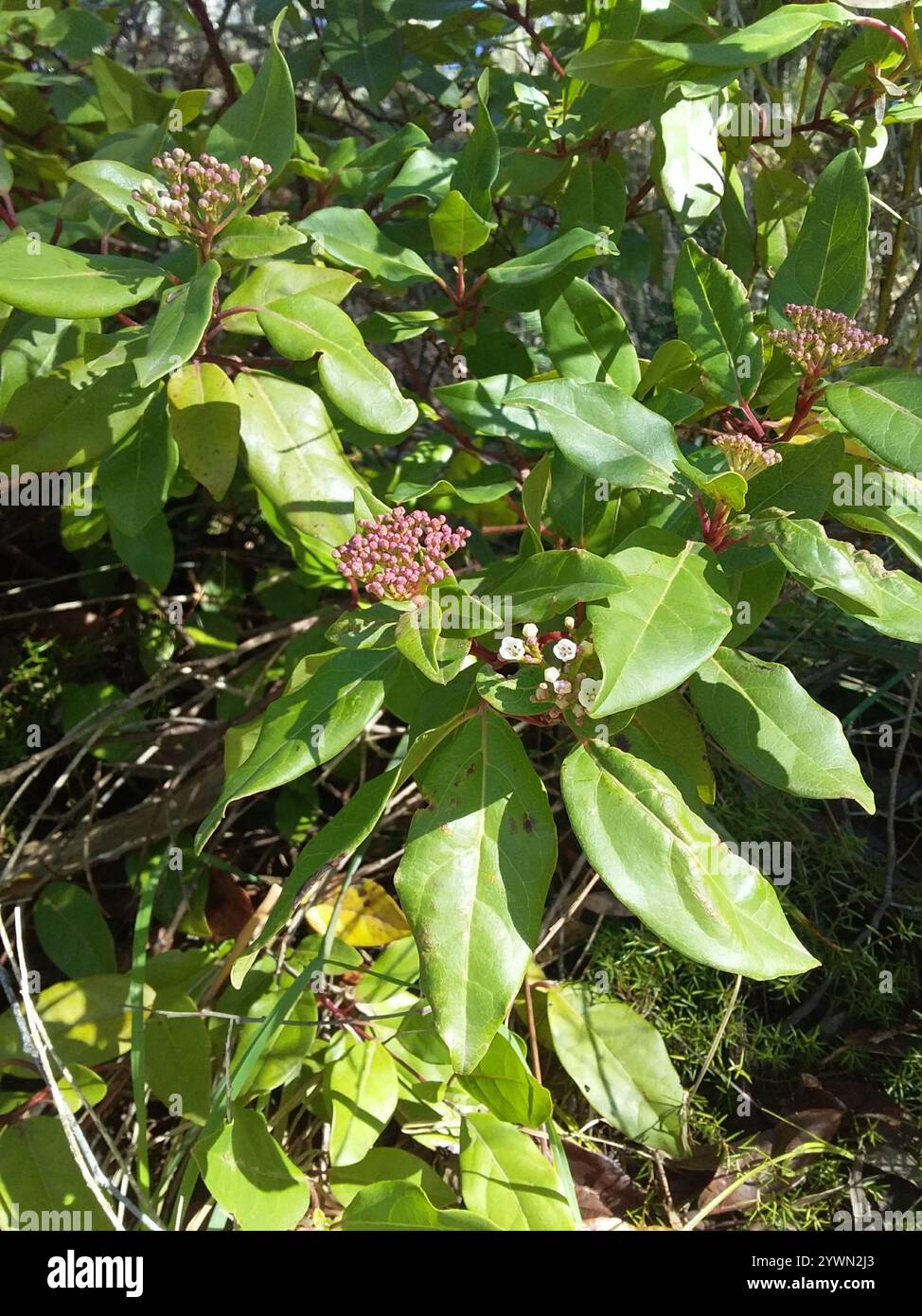 Laurustinus viburnum (Viburnum tinus Stock Photo - Alamy
