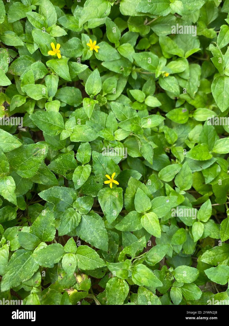 straggler daisy (Calyptocarpus vialis Stock Photo - Alamy